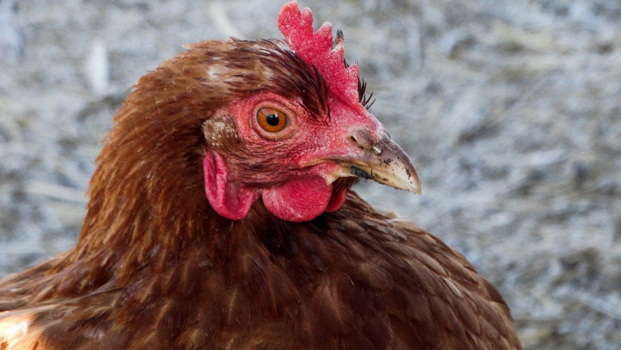 Cuánto tiempo vive una gallina - Gallinarius Cuánto tiempo vive una gallina - Gallinarius
